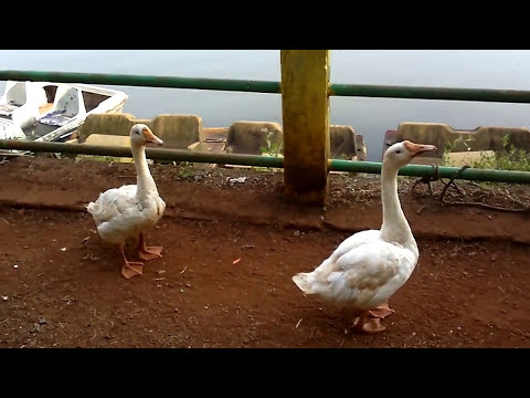 lover point at Goa Mayem Lake - YouTube