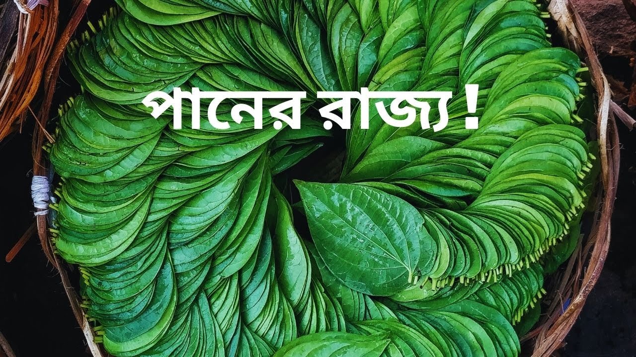Betel Leaf Harvesting and Cultivation | Betel Leaf Farming - YouTube