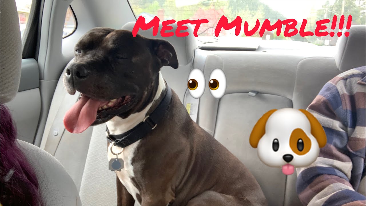 Meet Mumble!! || Adopting a Dog During Quarantine - YouTube