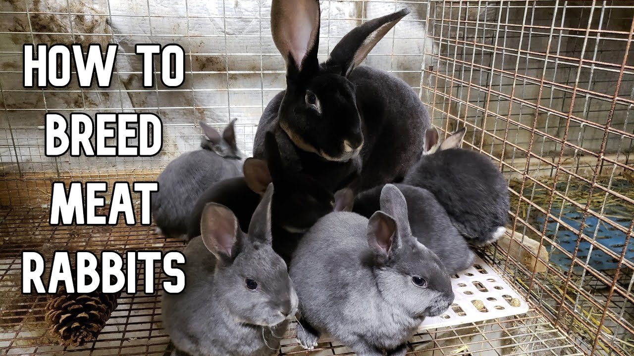 How to Breed Meat Rabbits for Beginners - YouTube