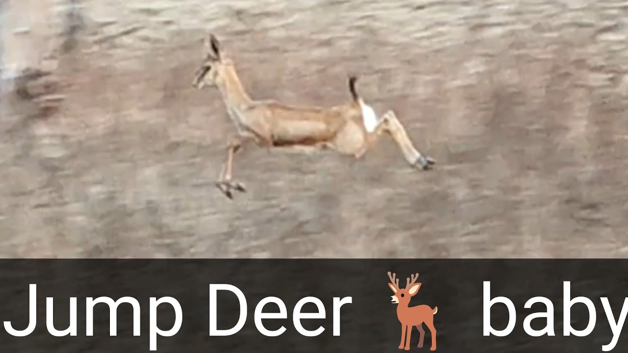 cute deer baby jump and run || springbok pronking || - YouTube