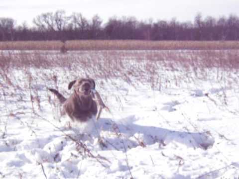 Shed Hunting Silver Labrador - YouTube