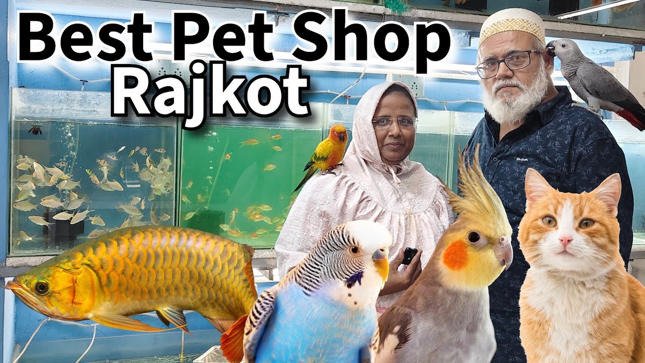Best Pet Shop in Rajkot | Aquarium Fish, Budgies Parrot, Cat and Dogs ...