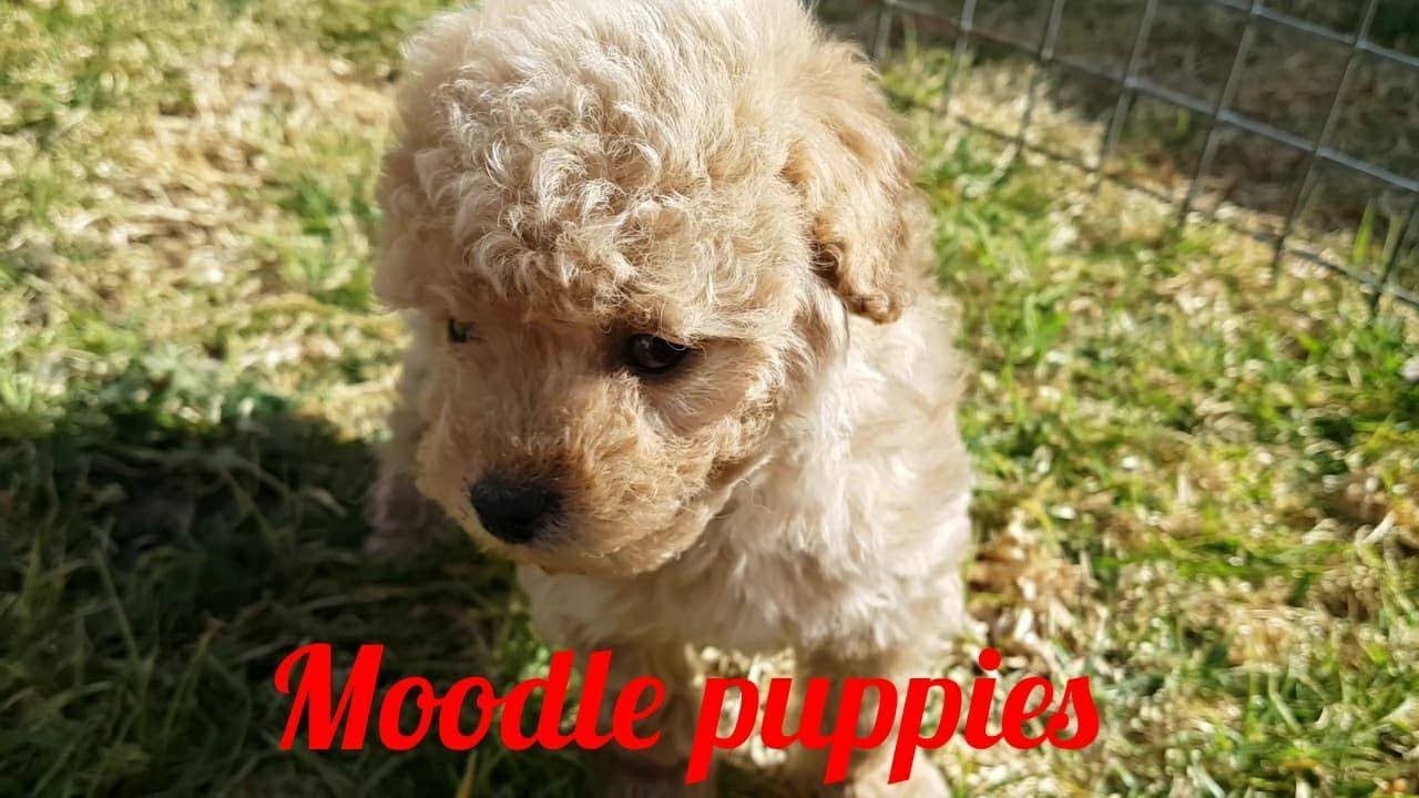 Moodle puppies - YouTube