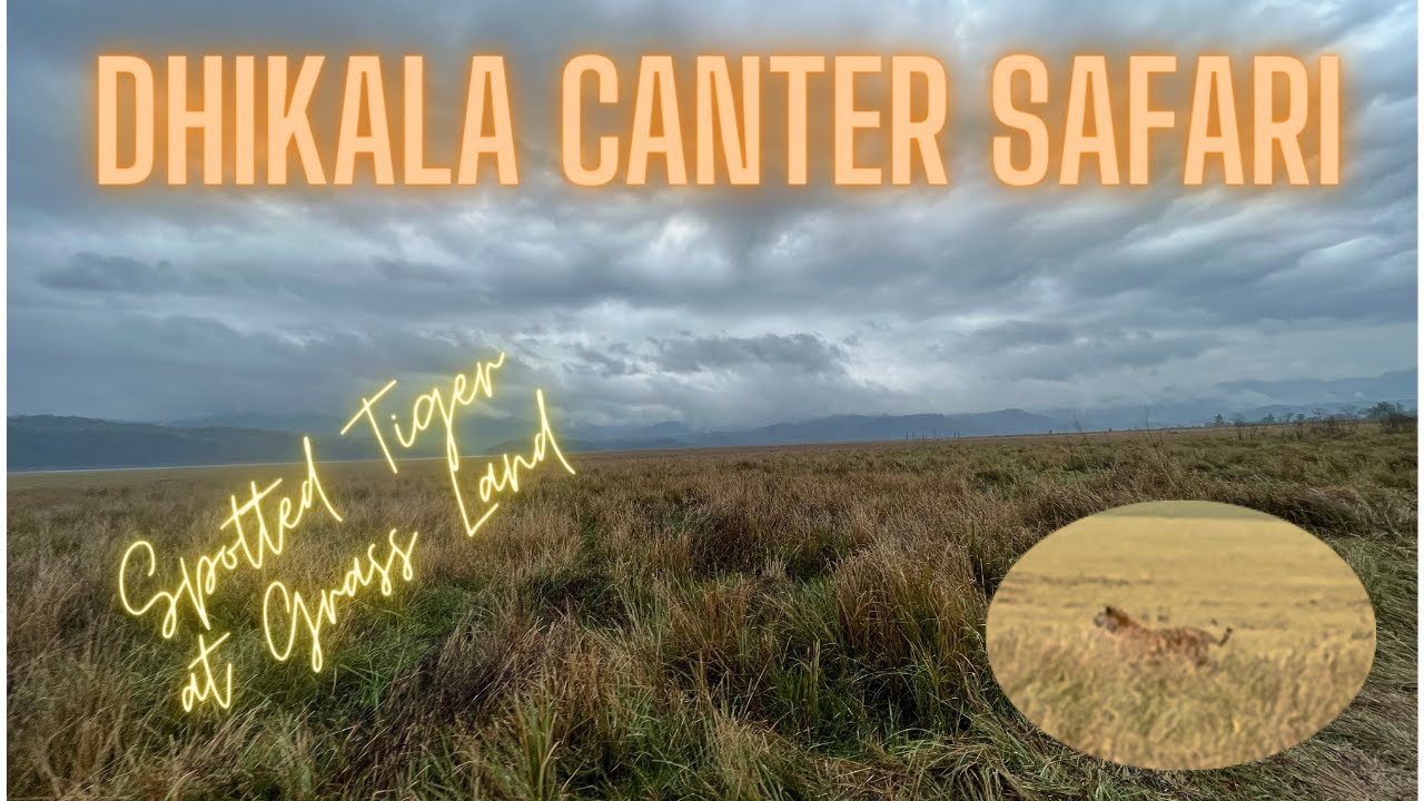 Spotted Tiger at Dhikala Range || Jim Corbett || HAPPY GO LUCKY ...