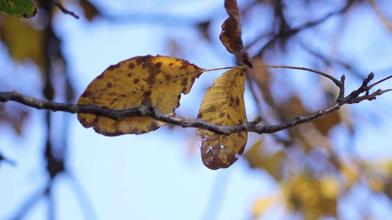 Autumn leaves 9 - Free HD stock footage - YouTube