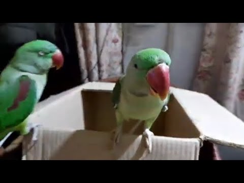 Talking Parrot #viral #youtube #funnyvideo #status #birds#parrot# ...