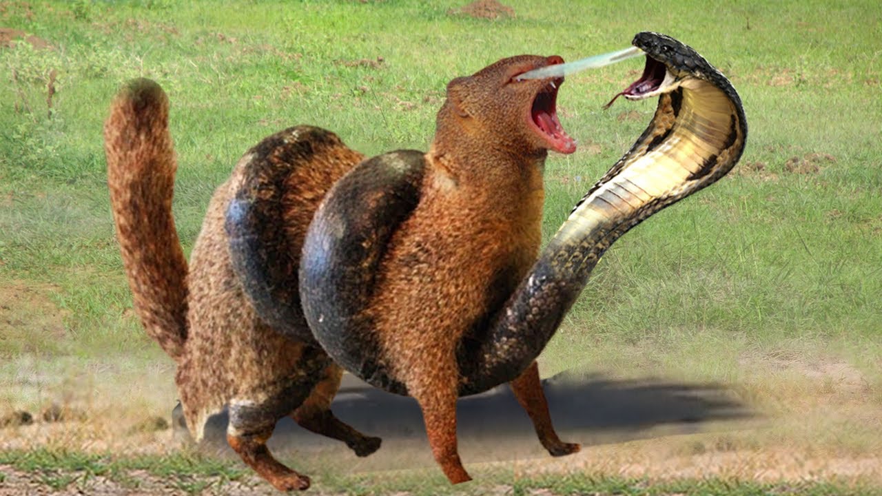 Amazing Footage! Cobra Spits Venom To Kill Mongoose In A Minute ...