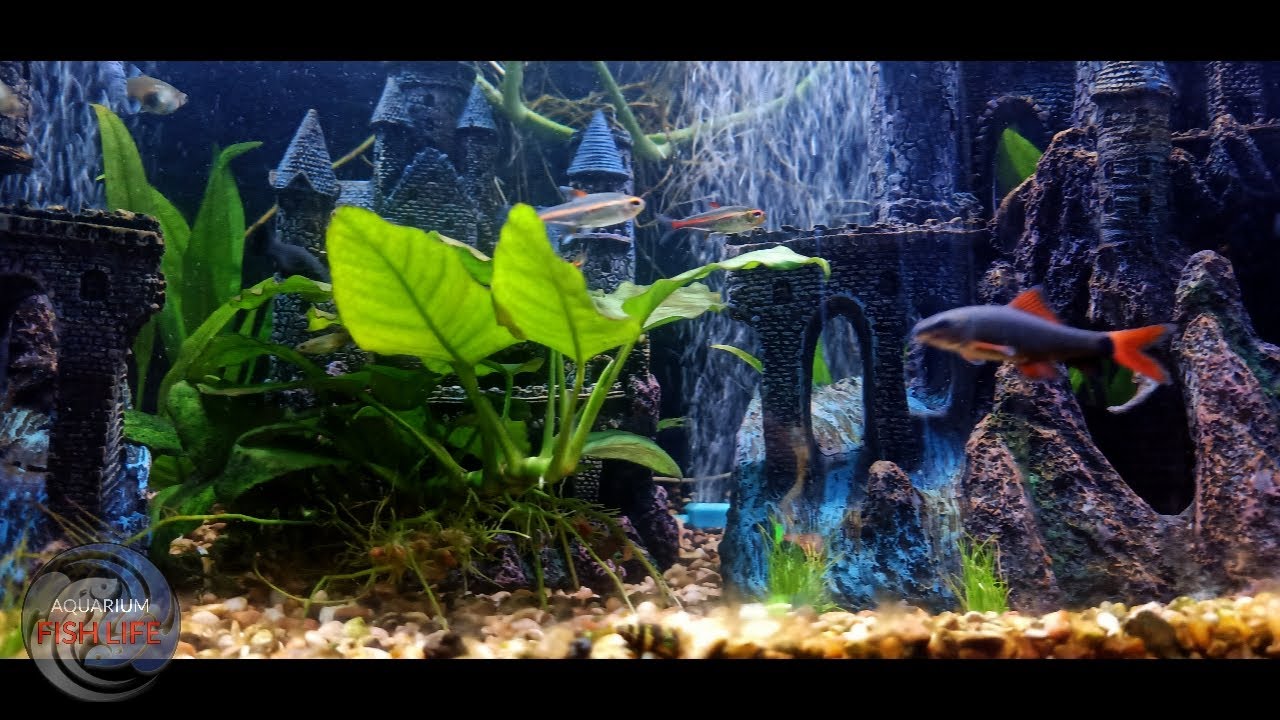 Aquarium Fish Life - Episode 2 - YouTube