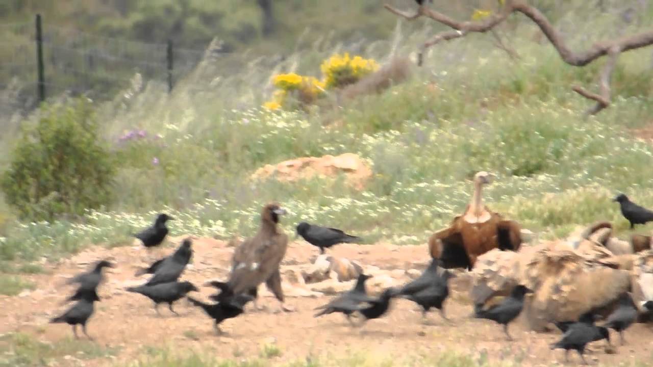 Aves carroñeras en acción - YouTube
