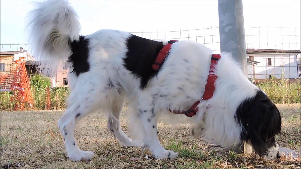 Dog pee - YouTube