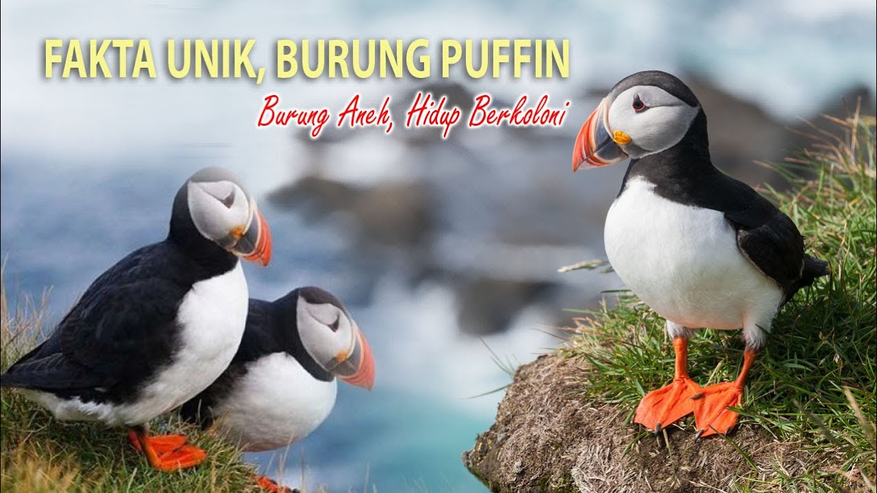 Fakta Unik Burung Puffin, yang Hidup Berkoloni - YouTube