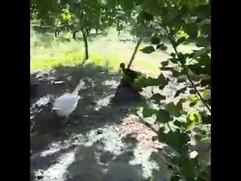 Hindi kaz kavgası