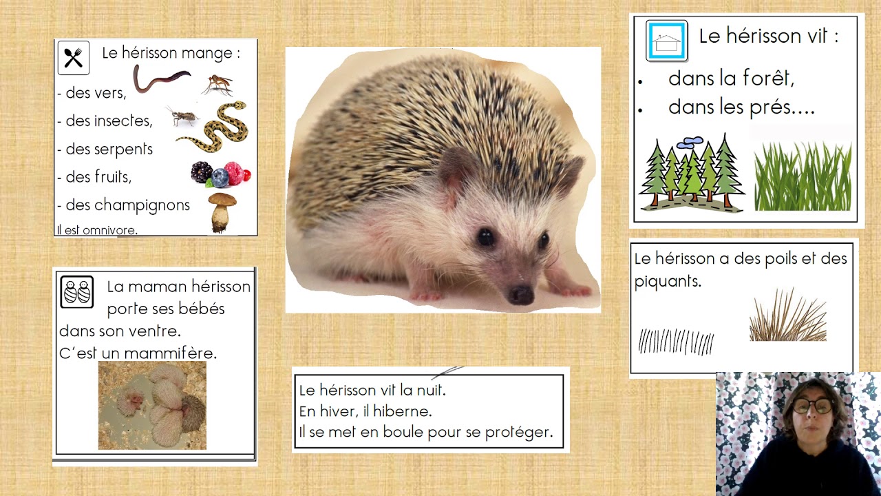 LE HERISSON - YouTube