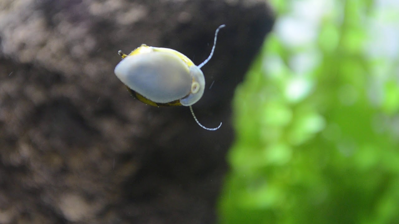 Horned nerite snail (clithon corona ) - YouTube