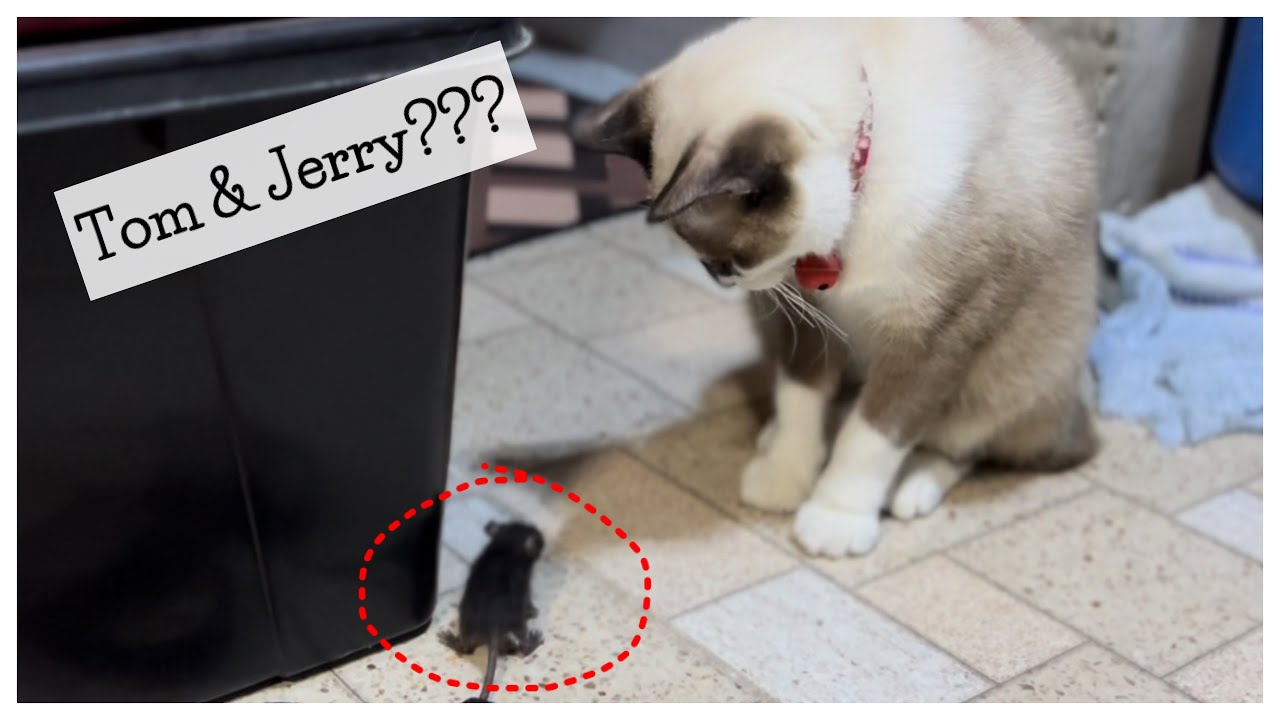 Real Life Tom & Jerry!!! (Mouse x Siamese Cat) - YouTube