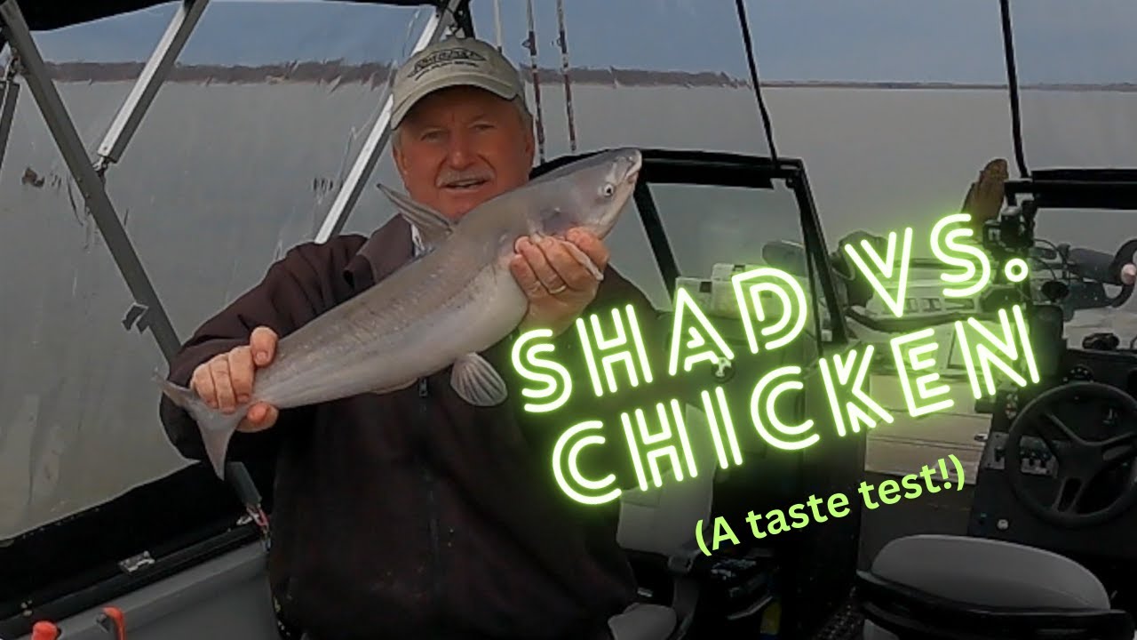 Shad vs. Chicken (A taste test!) - YouTube