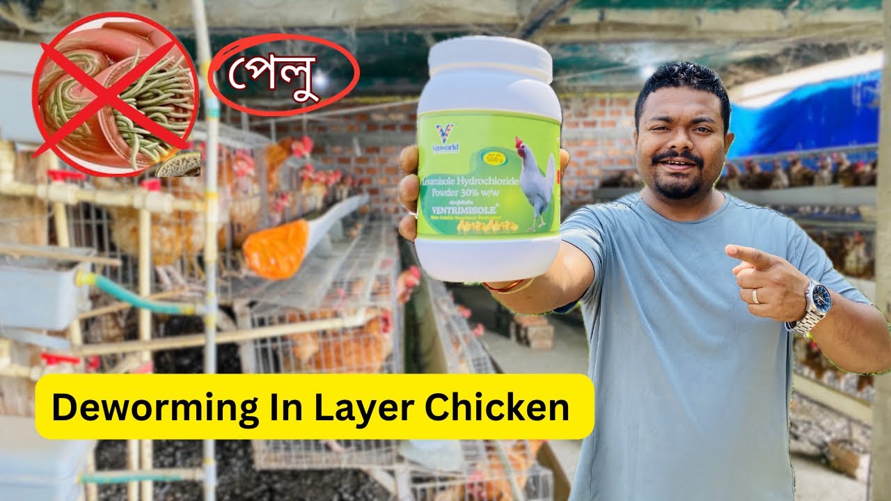 Deworming In Layer Chicken(পেলু) / Ventrimisole Dewormer for Layer ...