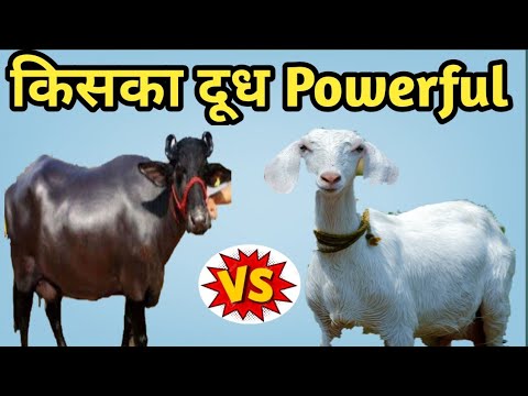 बकरी और भैंस में किसका दूध हमारे शरीर के लिए ज्यादा सही है, Goat vs ...