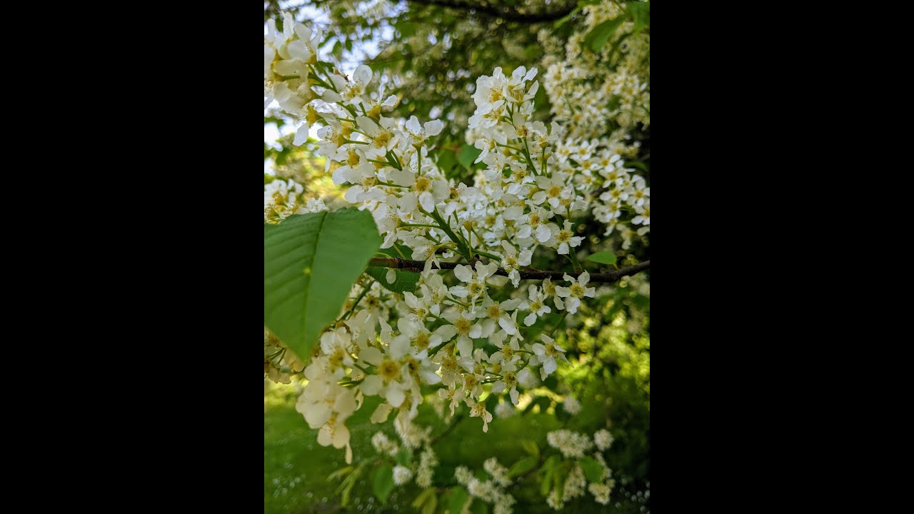 Morning Prayer 29 May 2020, Humbie l/w Yester, Bolton and Saltoun ...