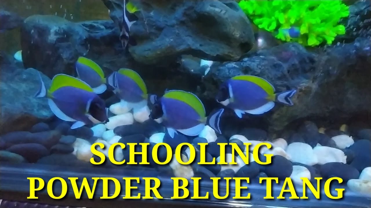 CARA MENGGABUNGKAN BOTANA BIRU AGAR TIDAK BERANTEM / KEEPING COLONY OF ...