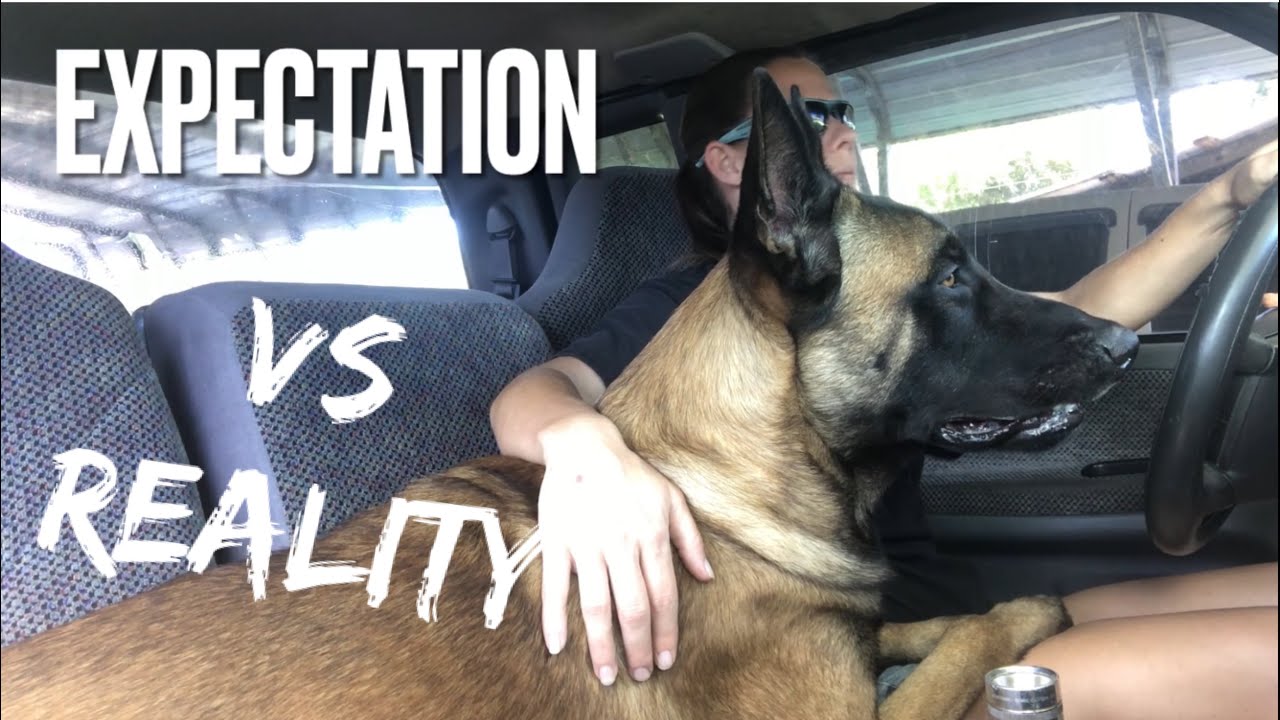 Expectation VS Reality Dog Part 1 #dogfunny #dogtraining #dog - YouTube