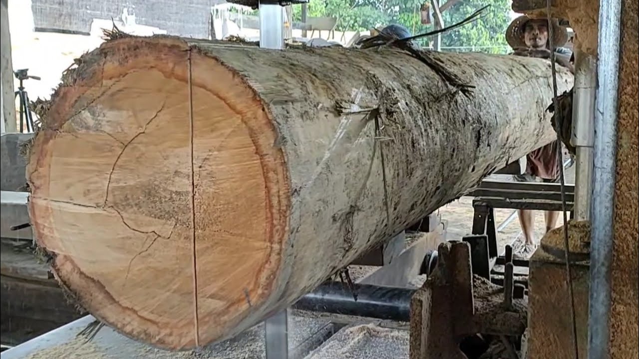 proses Penggergajian pohon kayu Meranti buat bahan papan tebal | kayu ...