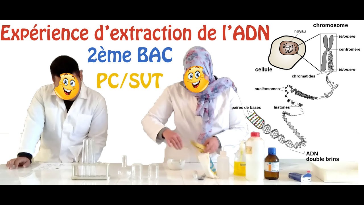 Extraction d'ADN à partir de la banane من خلايا الموز ADN تجربة استخلاص ...