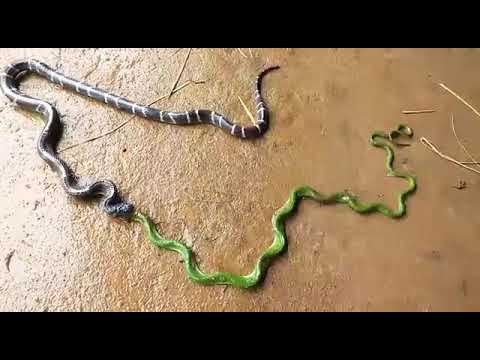 Snake vomit out another snake / horrorable video that you never seen ...