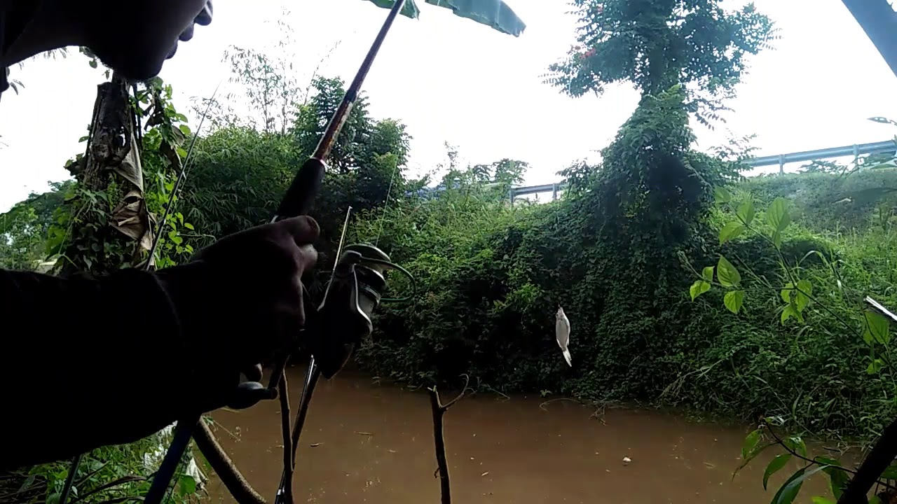 Mancing ikan kapiek di anak sungai lekton 2 - YouTube