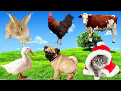 familiar animal sounds -chicken, squirrel, dog, cat, cow, duck, - YouTube