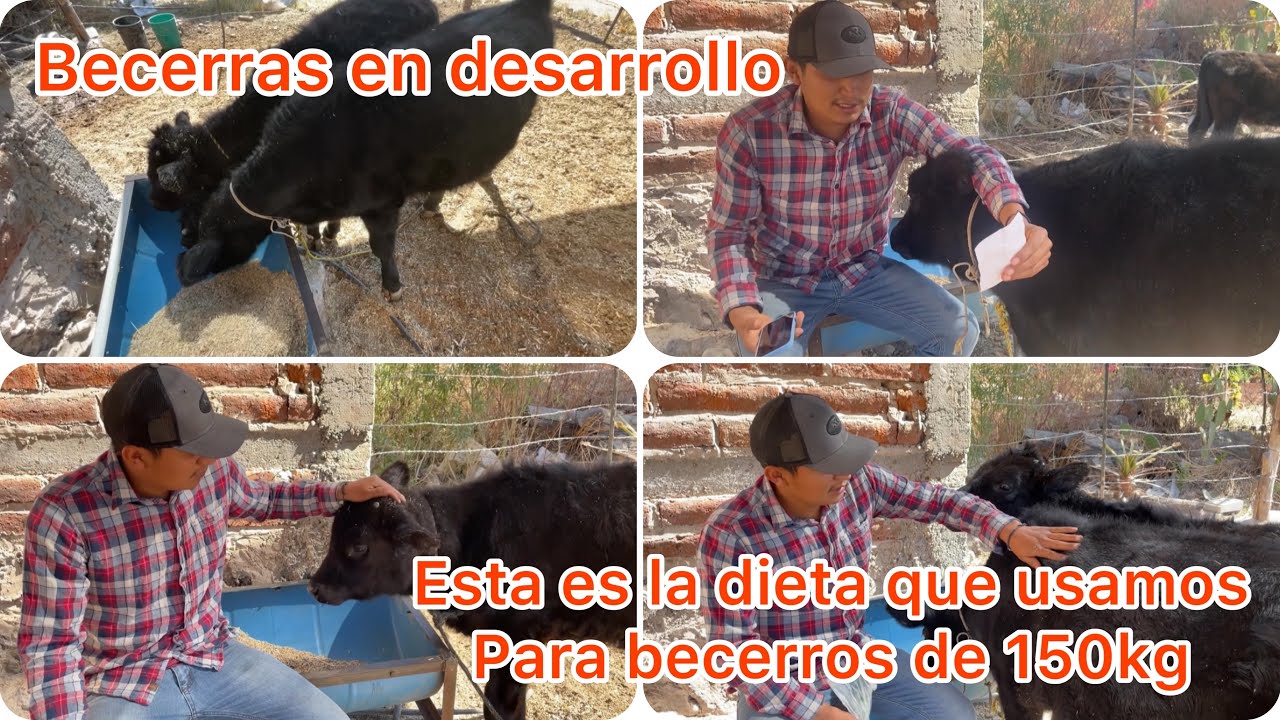 DIETA PARA DESARROLLO DE BECERROS… de 150kg o más - YouTube