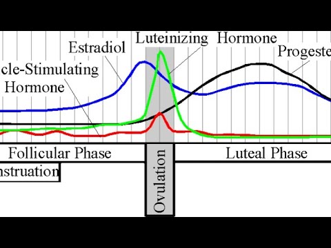 Human reproduction/Menstrual cycle (continue) class 12th/PART VIII ...