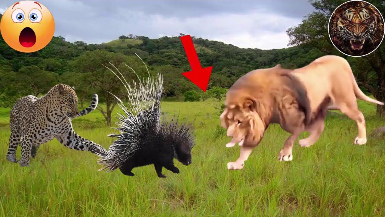 Porcupine Too Danger - Porcupine Vs Lion Real Fight - Powerful Big Cat ...