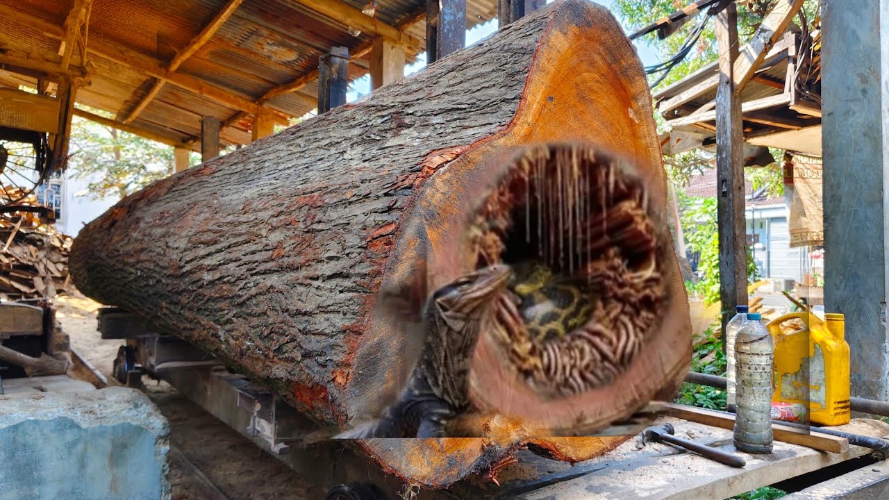 Extraordinary sawing of the giant mahogany stump successful, after ...