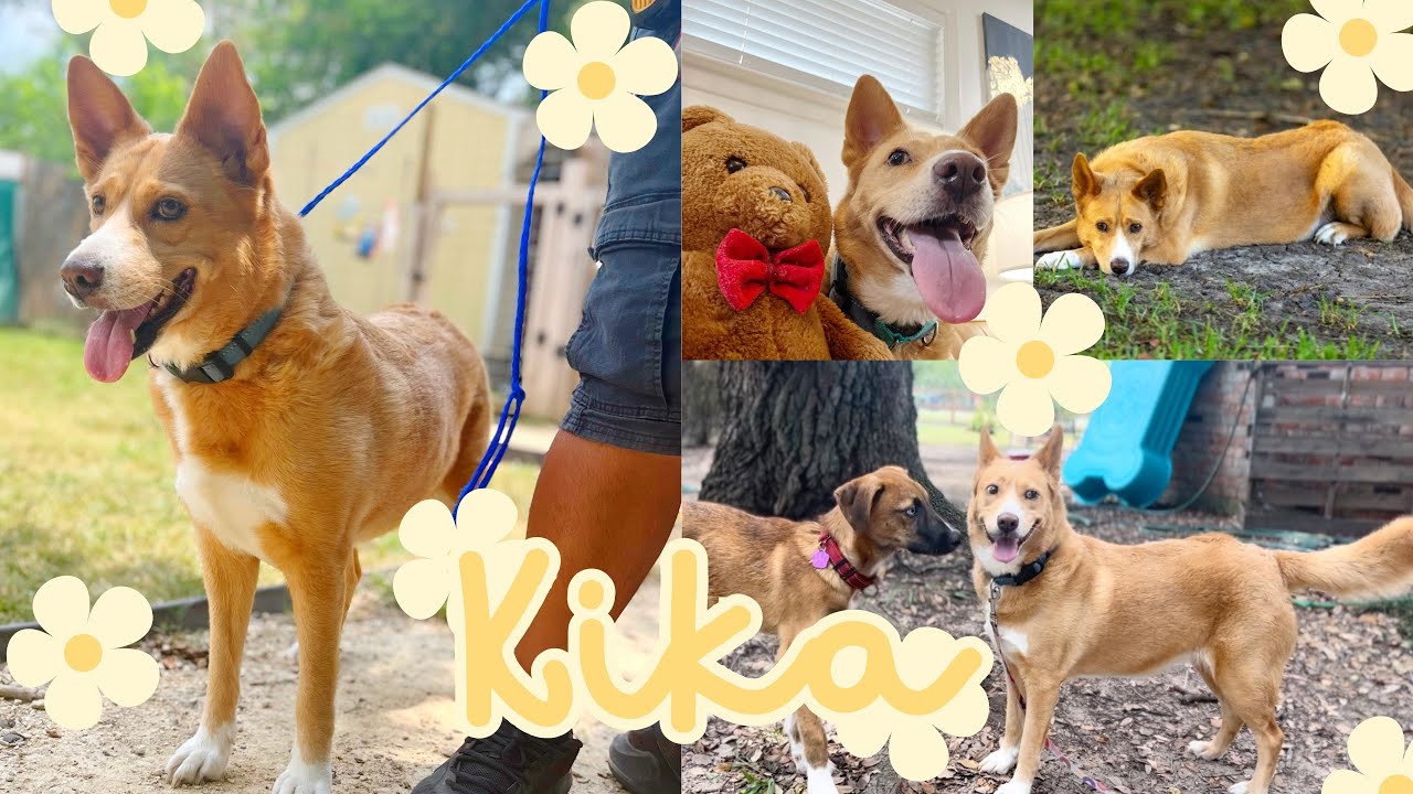 Kika the XL Corgi Cutie🌻 - YouTube