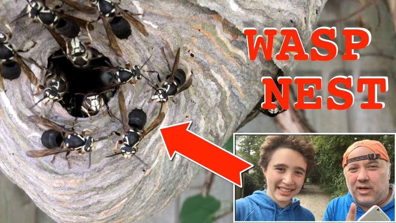 We poke a wasp nest - YouTube