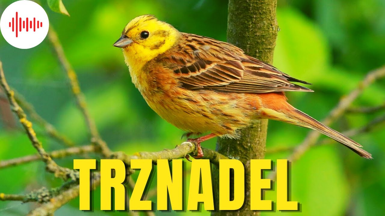 Trznadel. Odgłosy i Dźwięki jakie wydaje Trznadel. Jak robi Trznadel ...