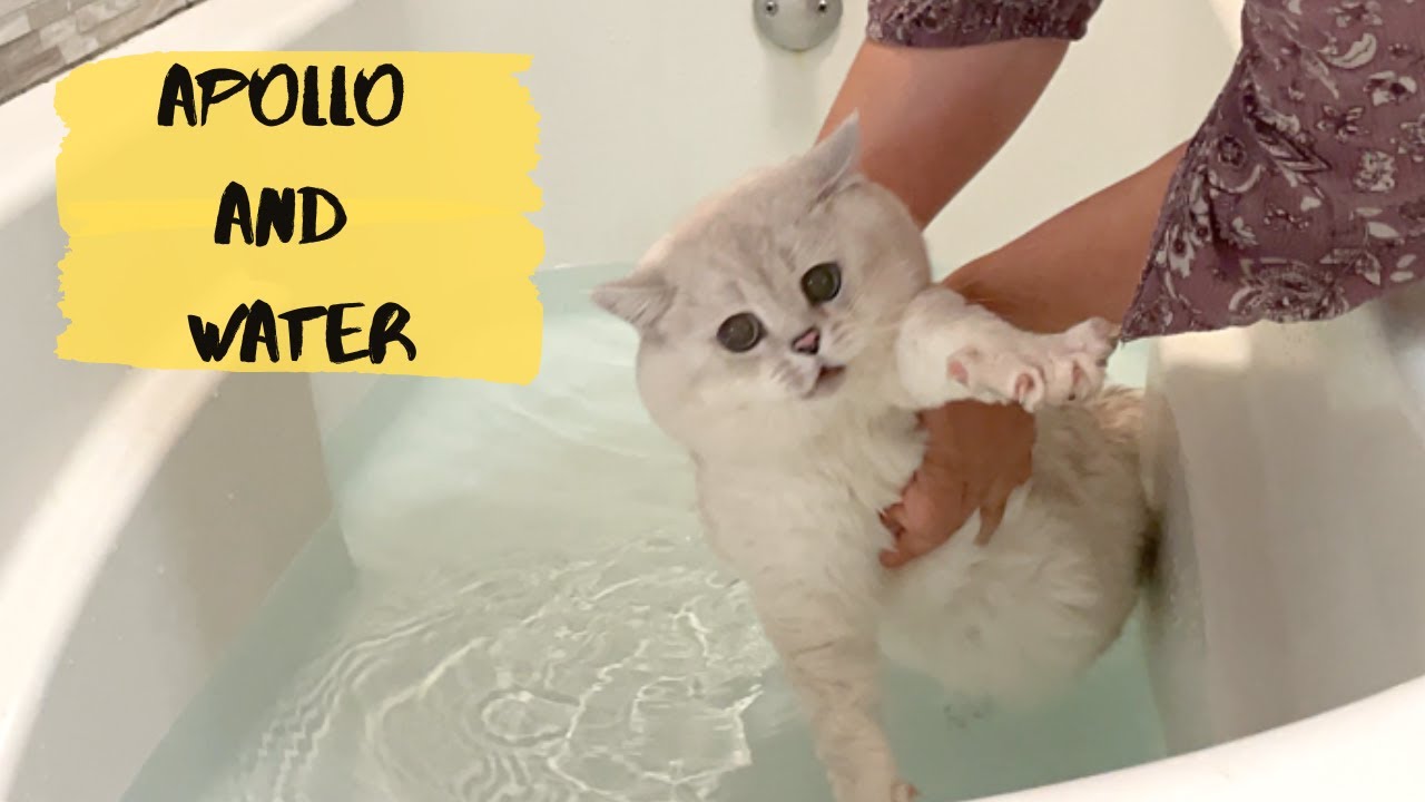 British shorthair cat Apollo taking a bath - YouTube