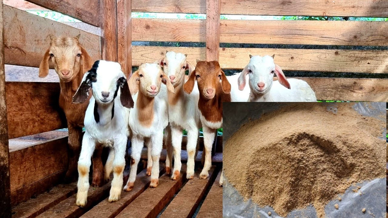 Feeding method for goat Feeding time bore goat farm sanen goat - YouTube