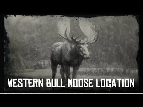 RDR2: Western Bull Moose Location *SPAWN LOCATION* - YouTube