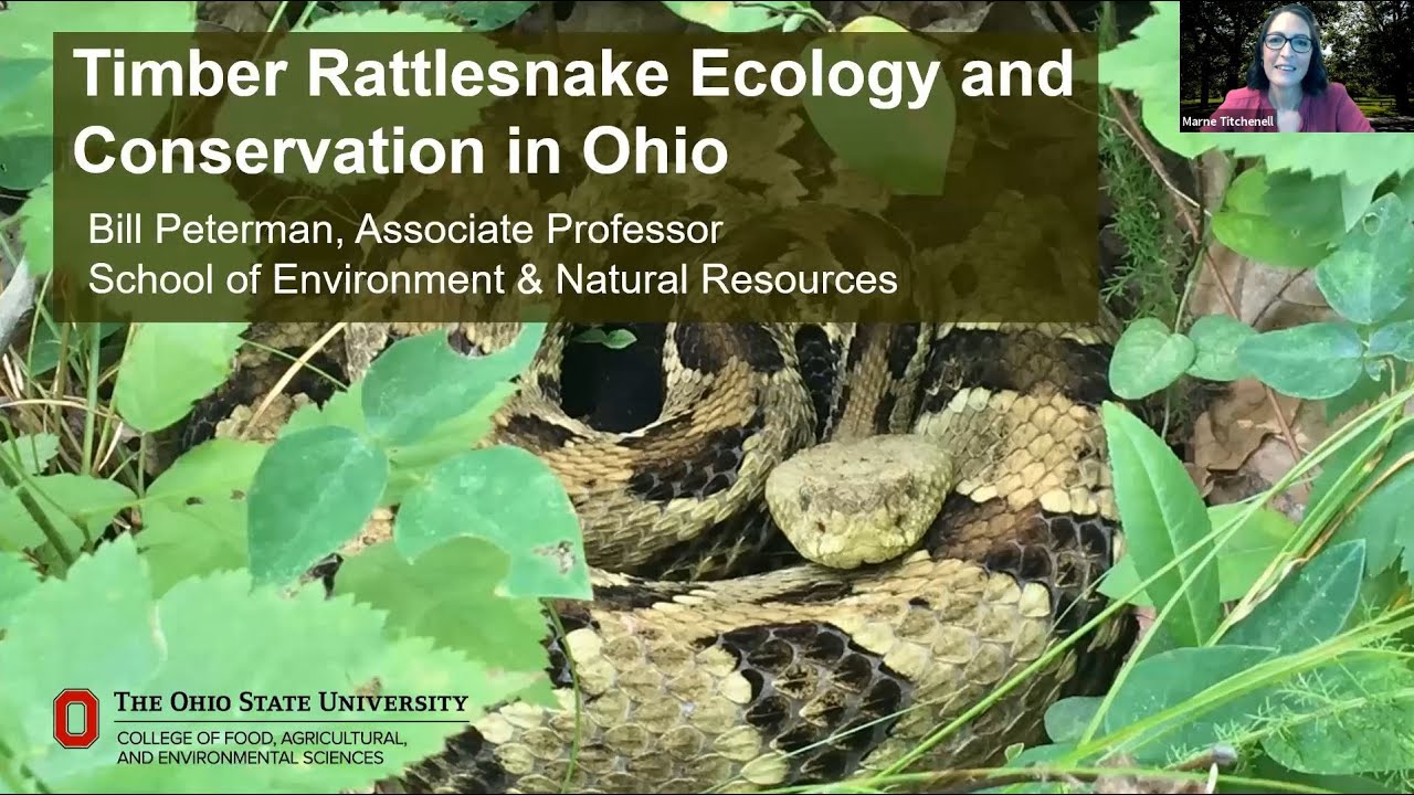 Timber Rattlesnake Ecology and Conservation in Ohio – November 20, 2020 ...