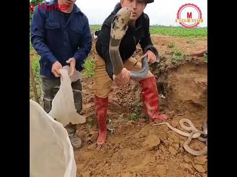yılan avcıları, cobra mağarası