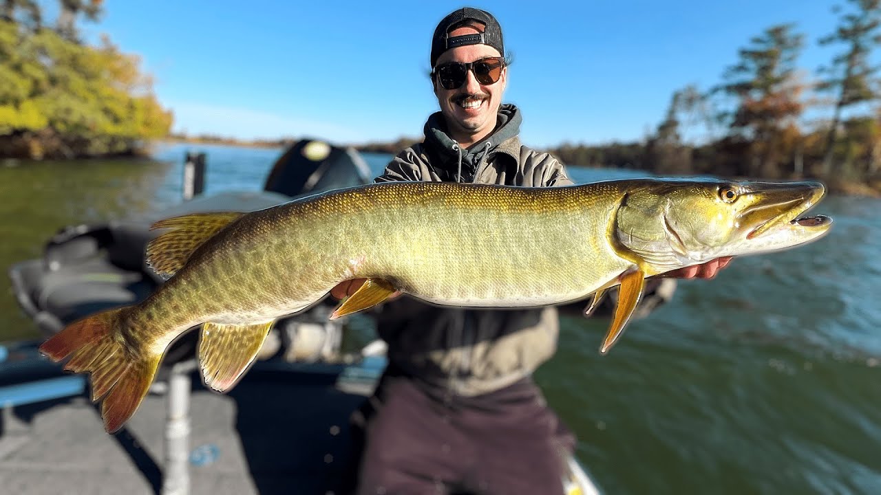 Fall MUSKY Fishing The Northwoods! - HOOKED A 50” MUSKY TWICE! - YouTube