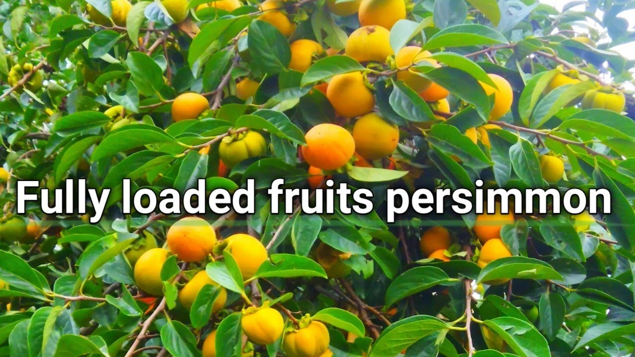 fully loaded fruits persimmon on the tree, #youtube #fruits #nature ...