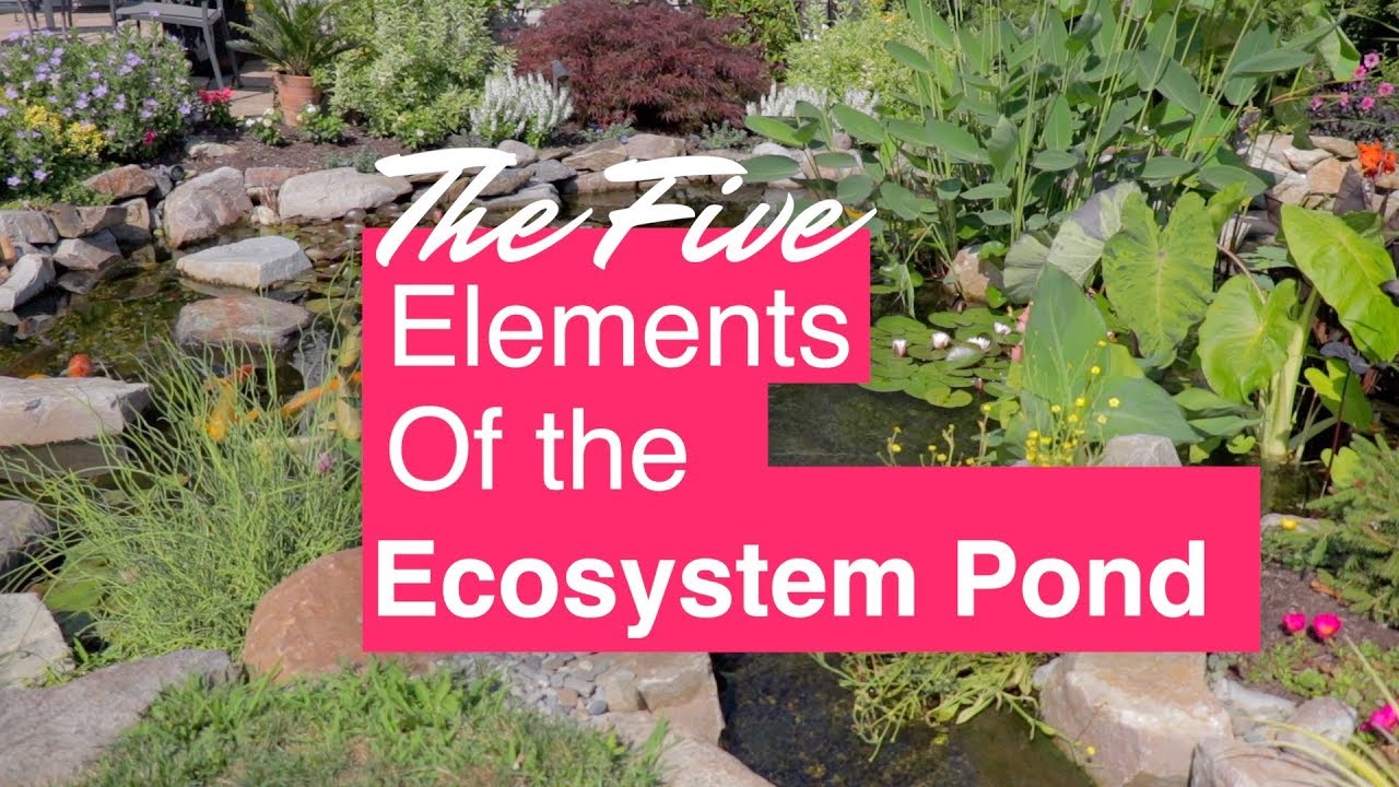 The Five Elements of the Ecosystem Pond - YouTube