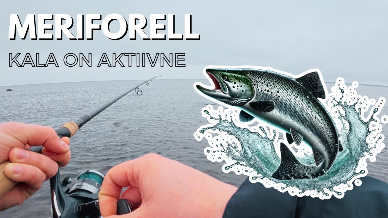 Meriforell - Kala on väga aktiivne (Merikapüük) - YouTube