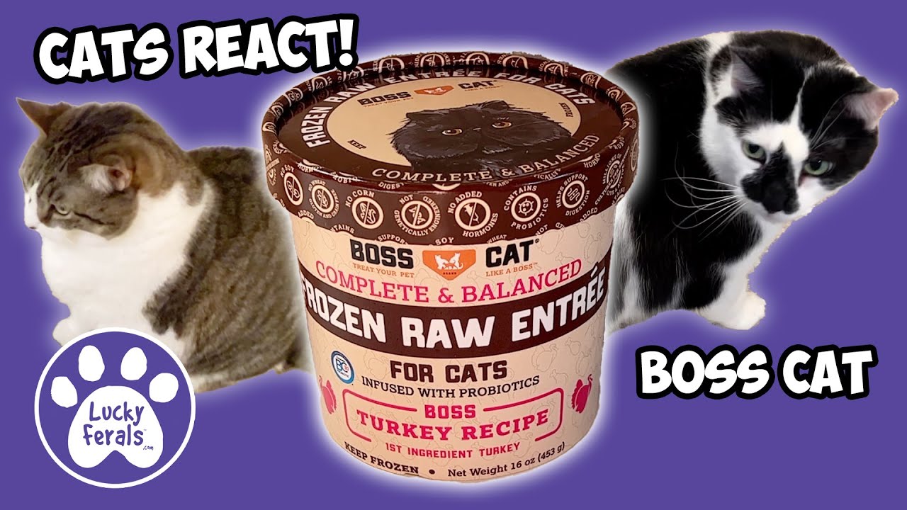 Cats Try Boss Cat Frozen Raw Cat Food 😺 Review 😺 Cats Eating ASMR ...