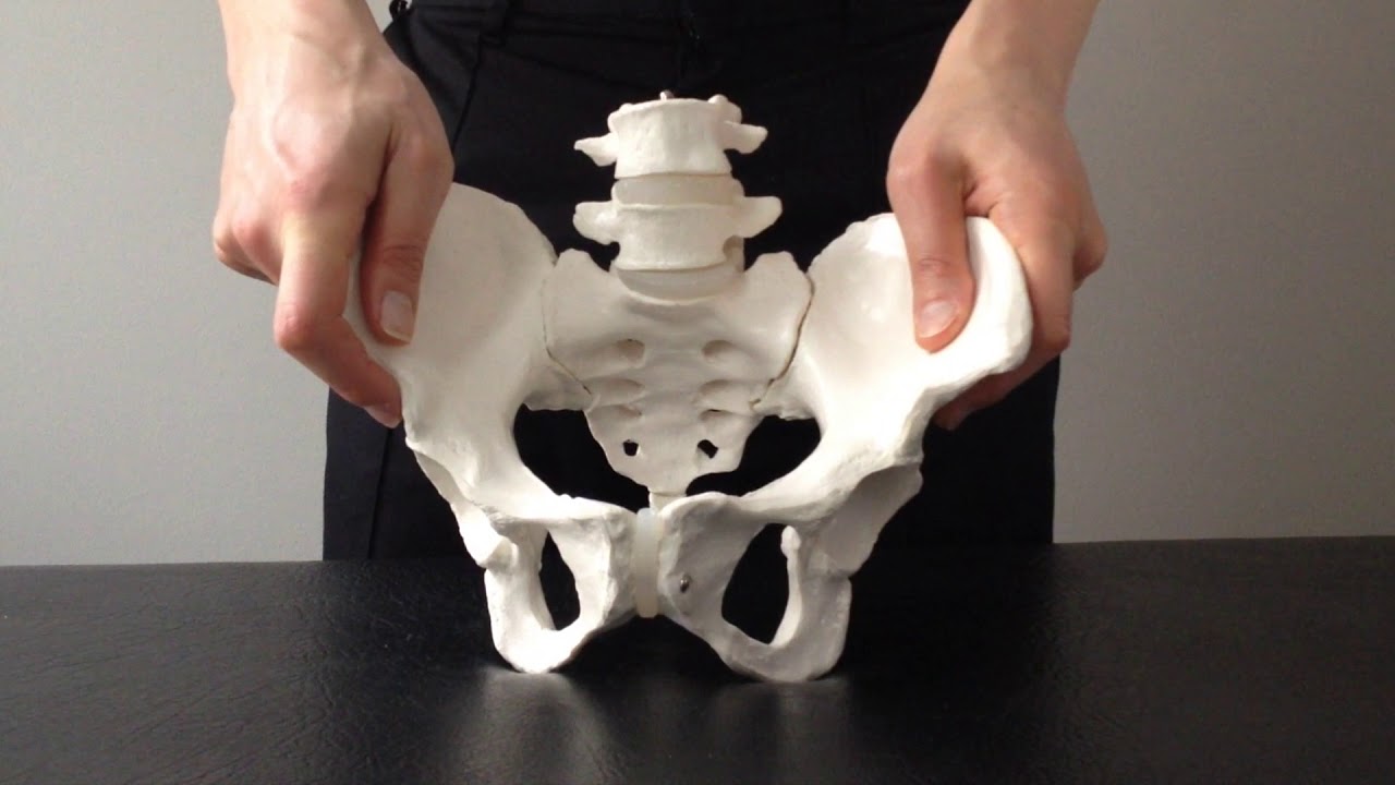 Rider's Pelvis and Spine Mechanics - YouTube