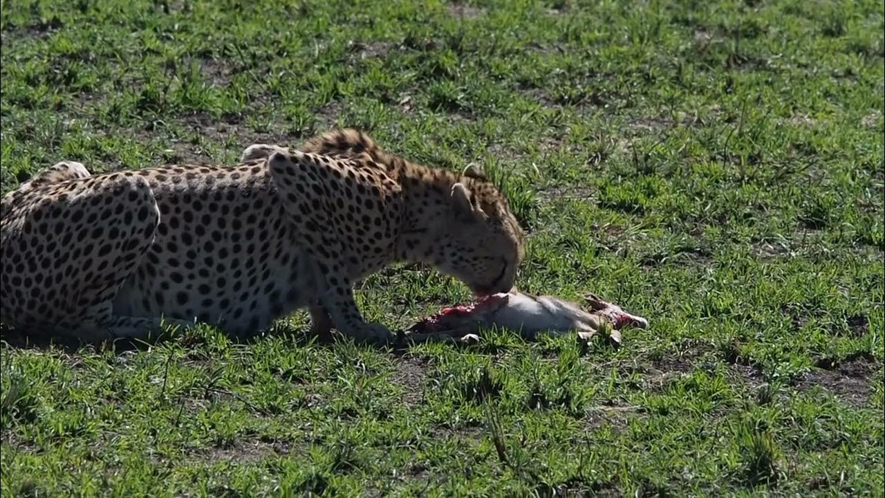 Masai Mara, Kenya: Cheetah eating Thomson Gazelle ALIVE and seeking a ...